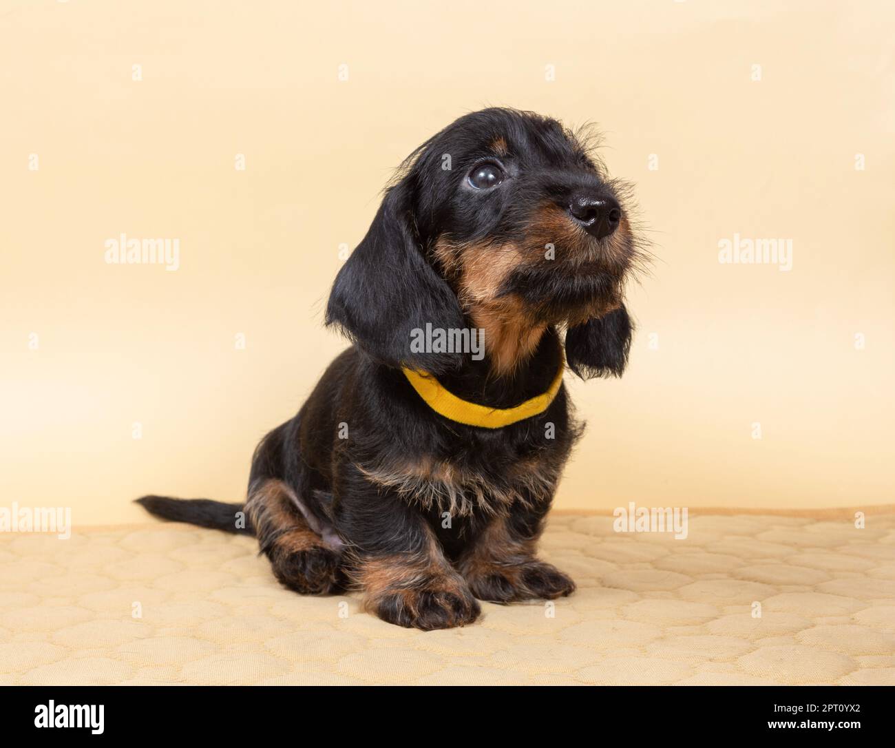 small wire-haired dachshund puppy on a light background. Portrait of ...