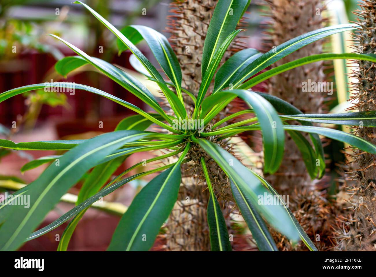 Prickly palm hi-res stock photography and images - Alamy