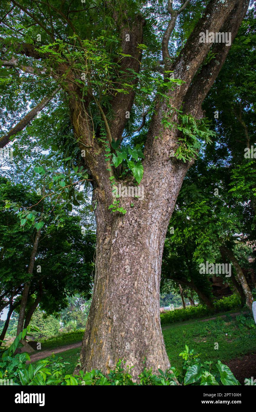 the biggest tree in the forest with a greenery view Stock Photo - Alamy