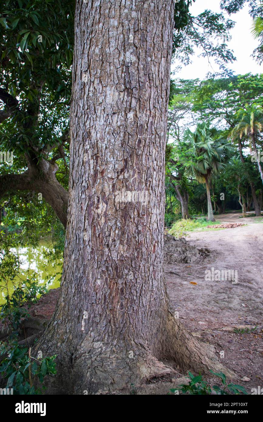 the biggest tree in the forest with a greenery view Stock Photo - Alamy