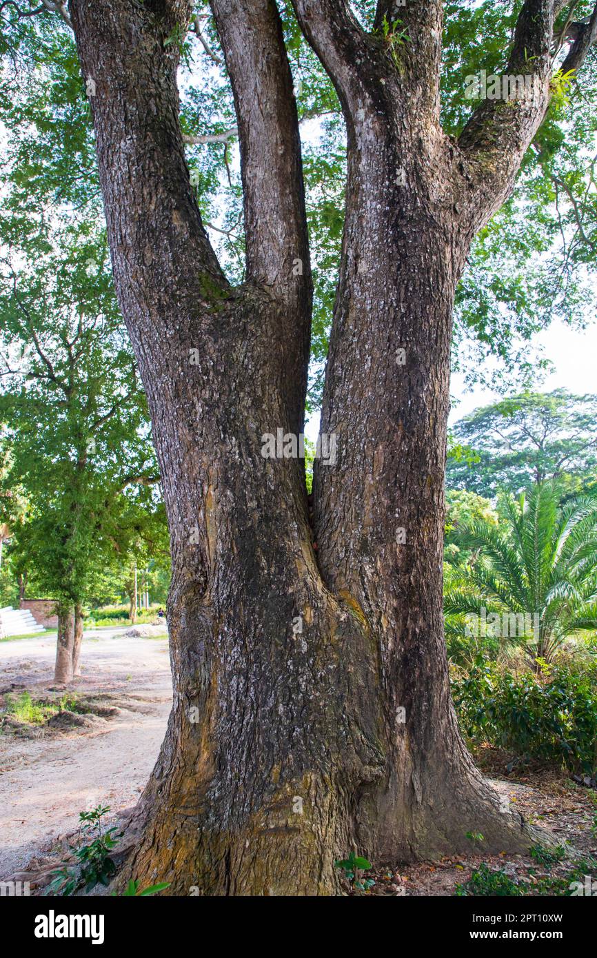 the biggest tree in the forest with a greenery view Stock Photo - Alamy