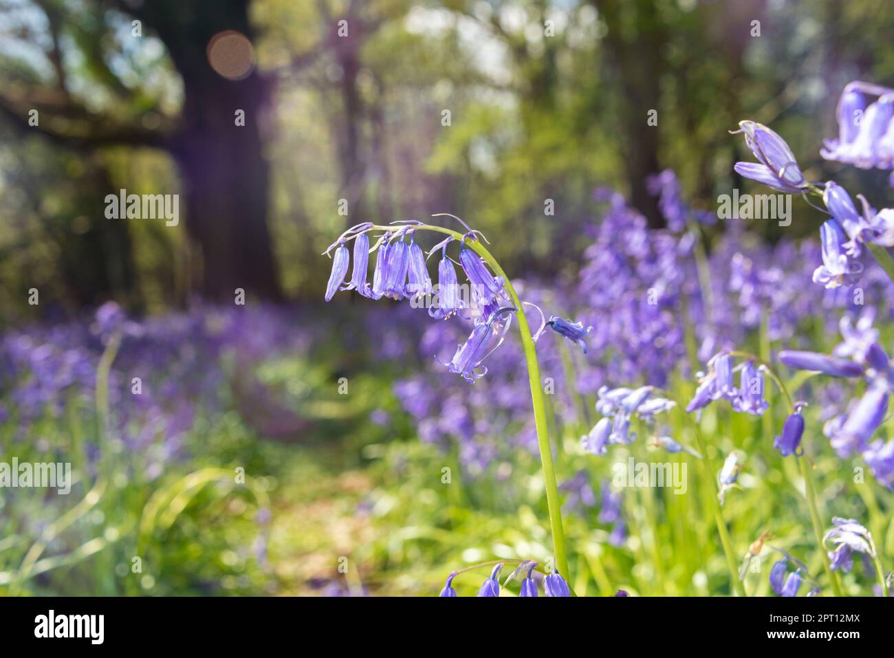 Springtime bluebells in English countryside Hyacinthoides non-scripta ...