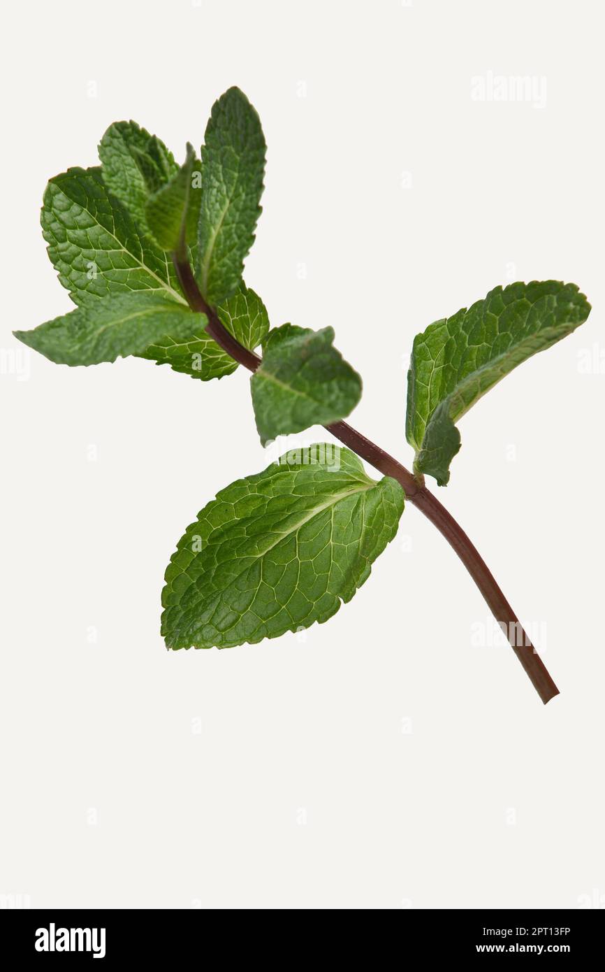 Branch of pepper mint isolated on white background Stock Photo - Alamy