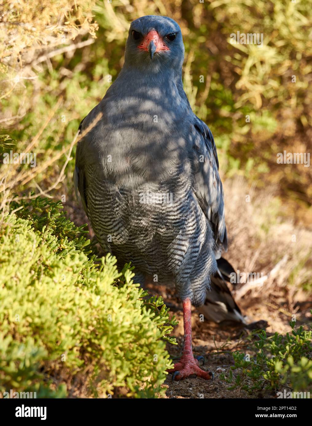 Keeping a sharp eye out...A majestic bird of prey in its natural ...