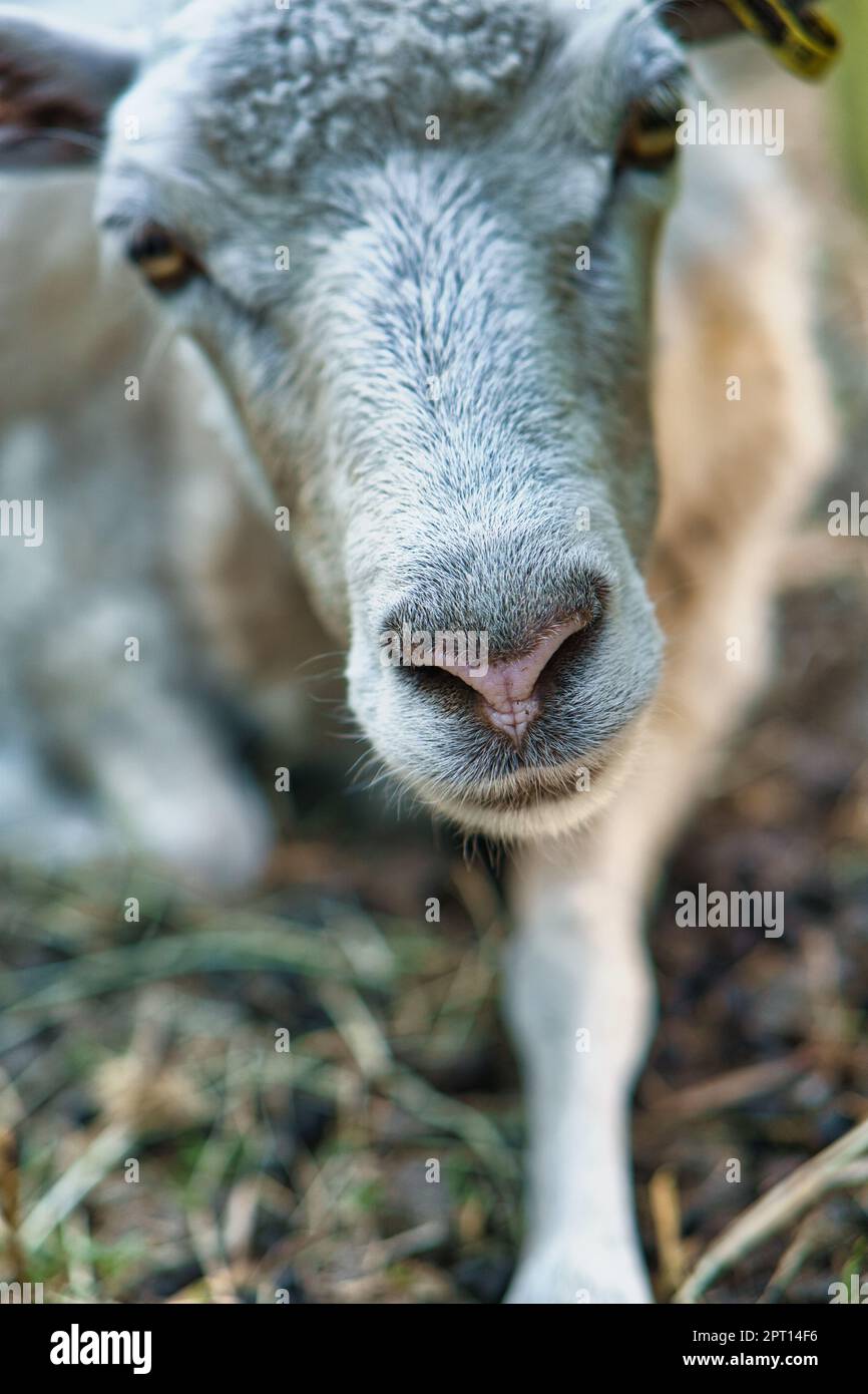 sheep snout funny taken with eye contact to the observer. kiss me says ...