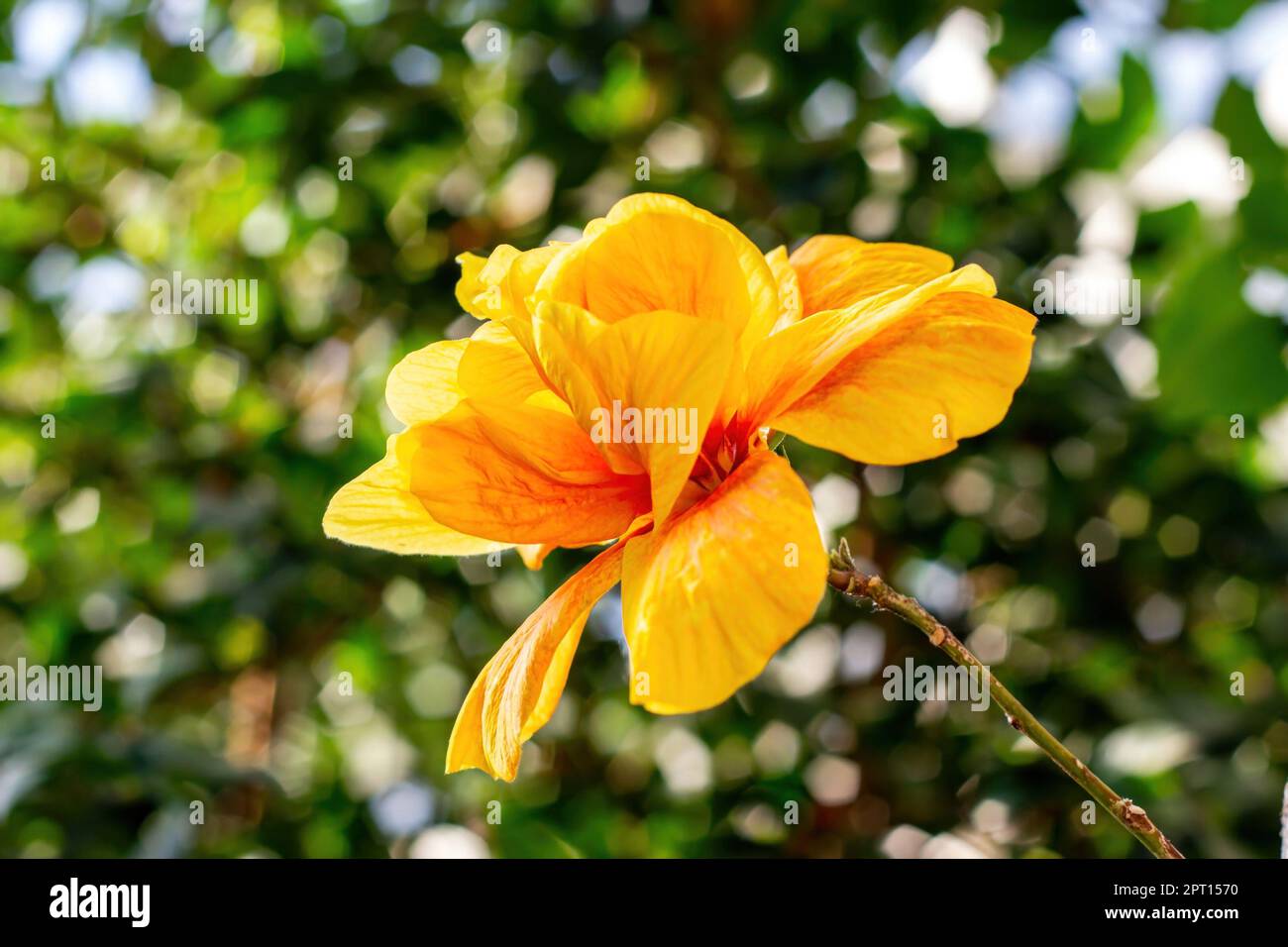 Bright yellow and orange Chinese rose (Hibiscus rosa-sinensis Cooperi ...