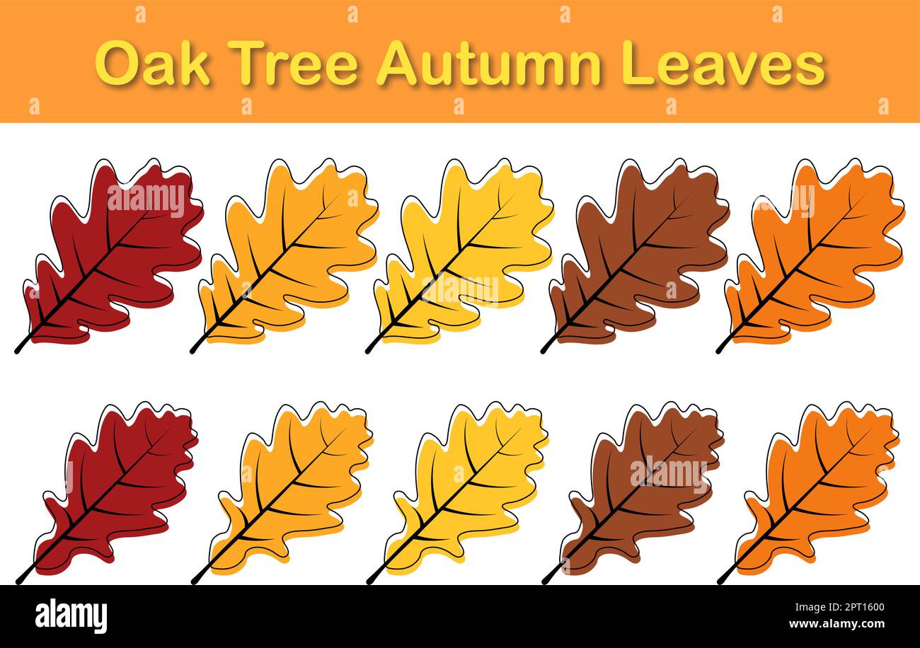 Oak Tree Rowan Leaf Set Stock Vector Image & Art - Alamy