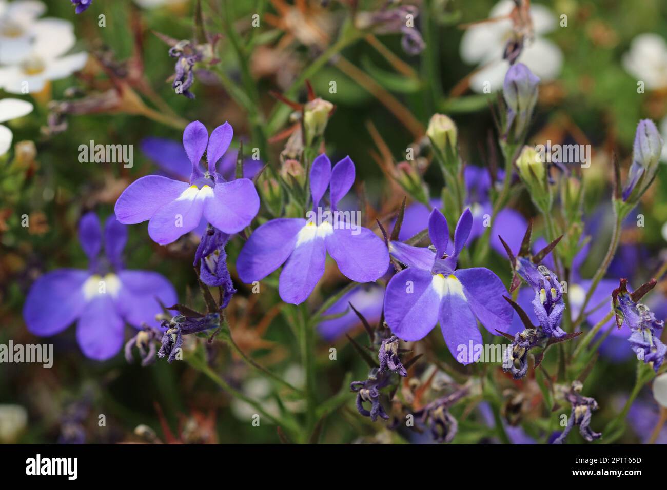 Blue lobelia, Lobelia erinus of unknown variety, flowers in close up ...