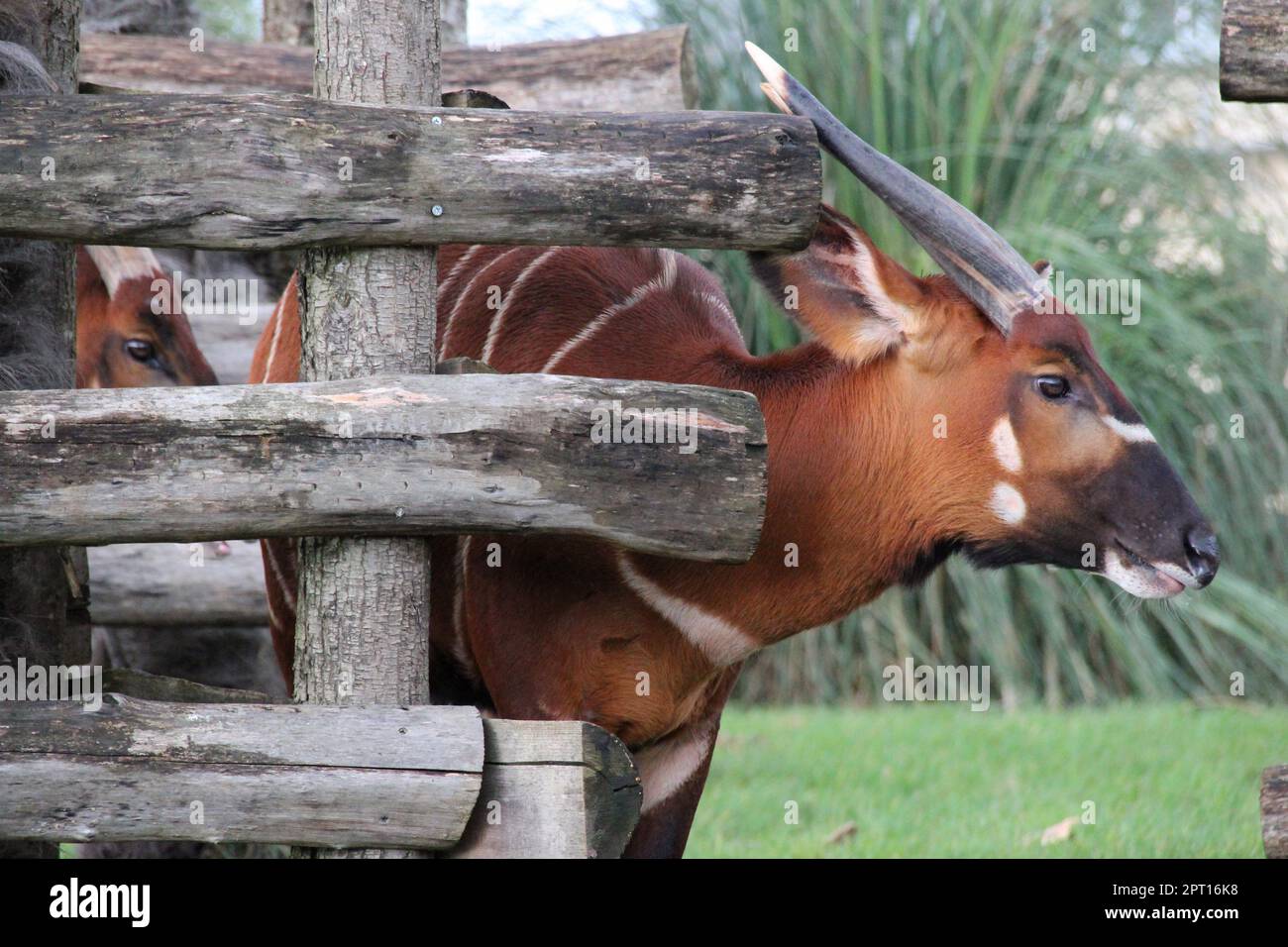Bongo eye hi-res stock photography and images - Alamy