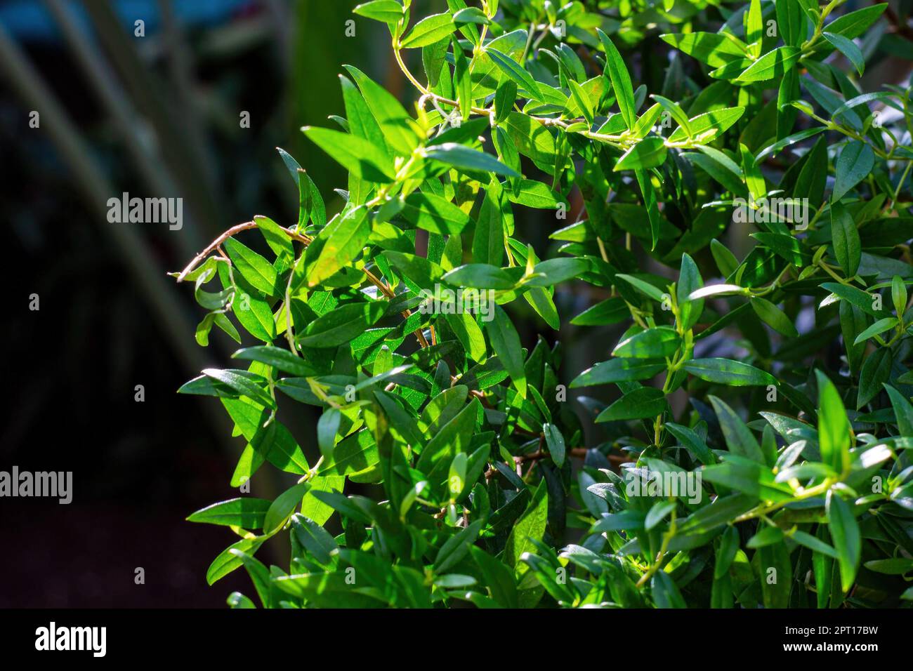 Bright green Myrtle (Myrtus Communis Microphylla) aromatic herb leaves ...