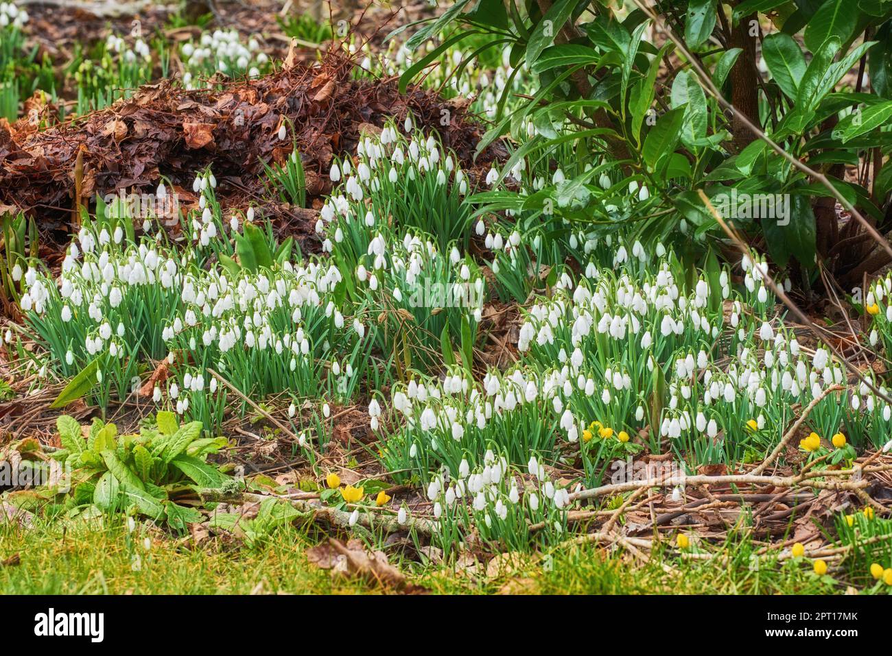 Common snowdrop - Galanthus nivalis Stock Photo - Alamy