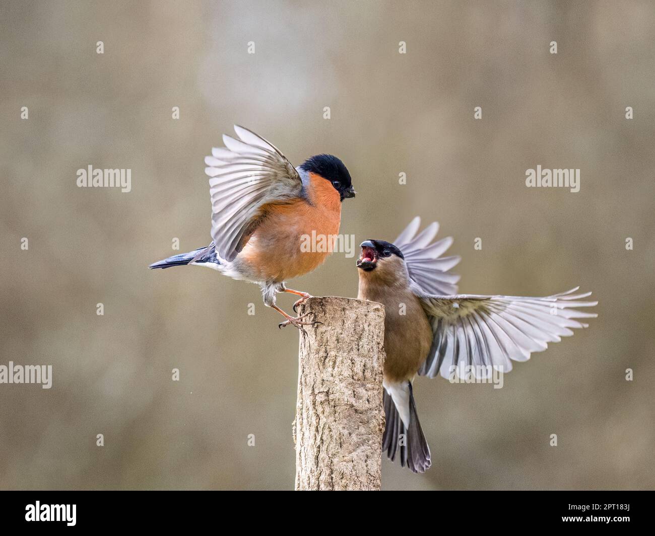 A male and female bullfinch display aggressively towards each other in ...