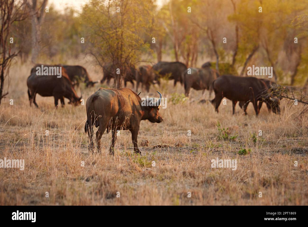 Group shot safari animals hi-res stock photography and images - Alamy