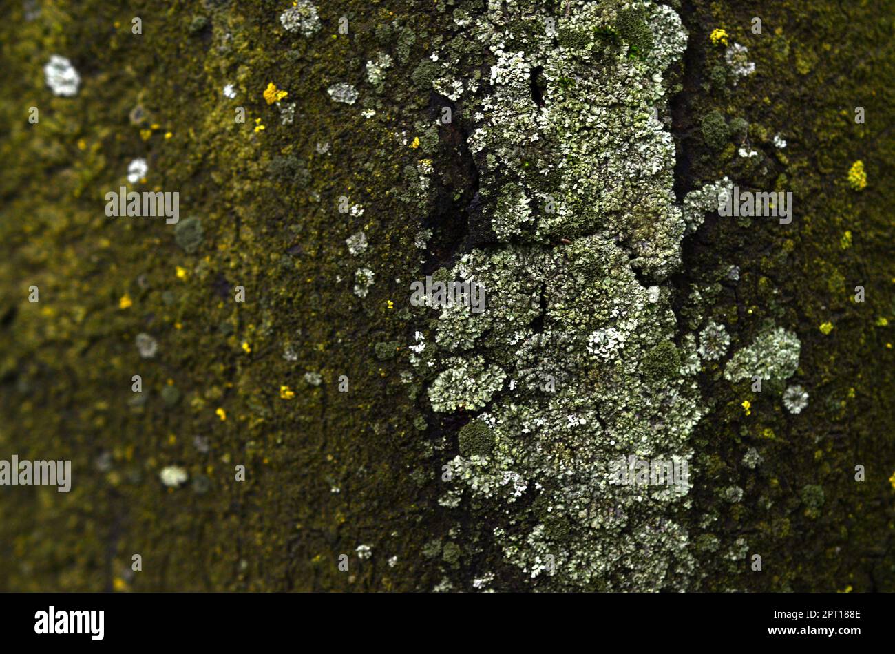 Color formation in old wood hi-res stock photography and images - Alamy