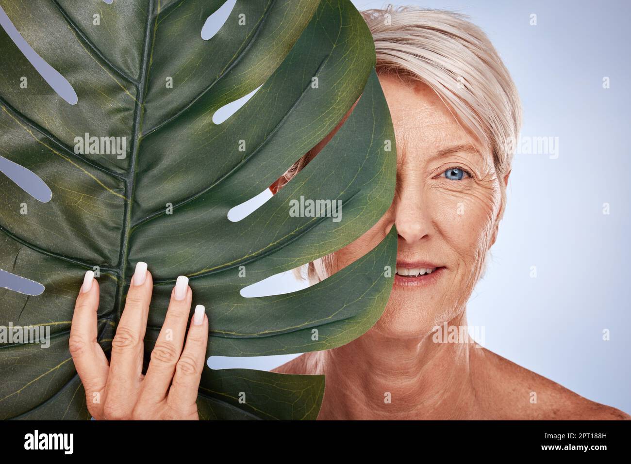 Face, beauty and old woman with monstera leaf on blue studio background ...