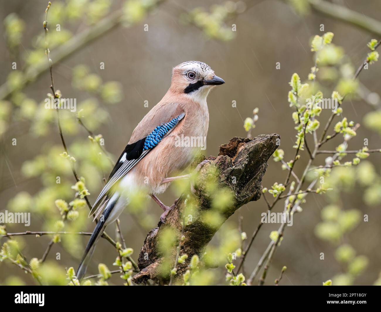 A Eurasian jay in spring in mid Wales Stock Photo - Alamy