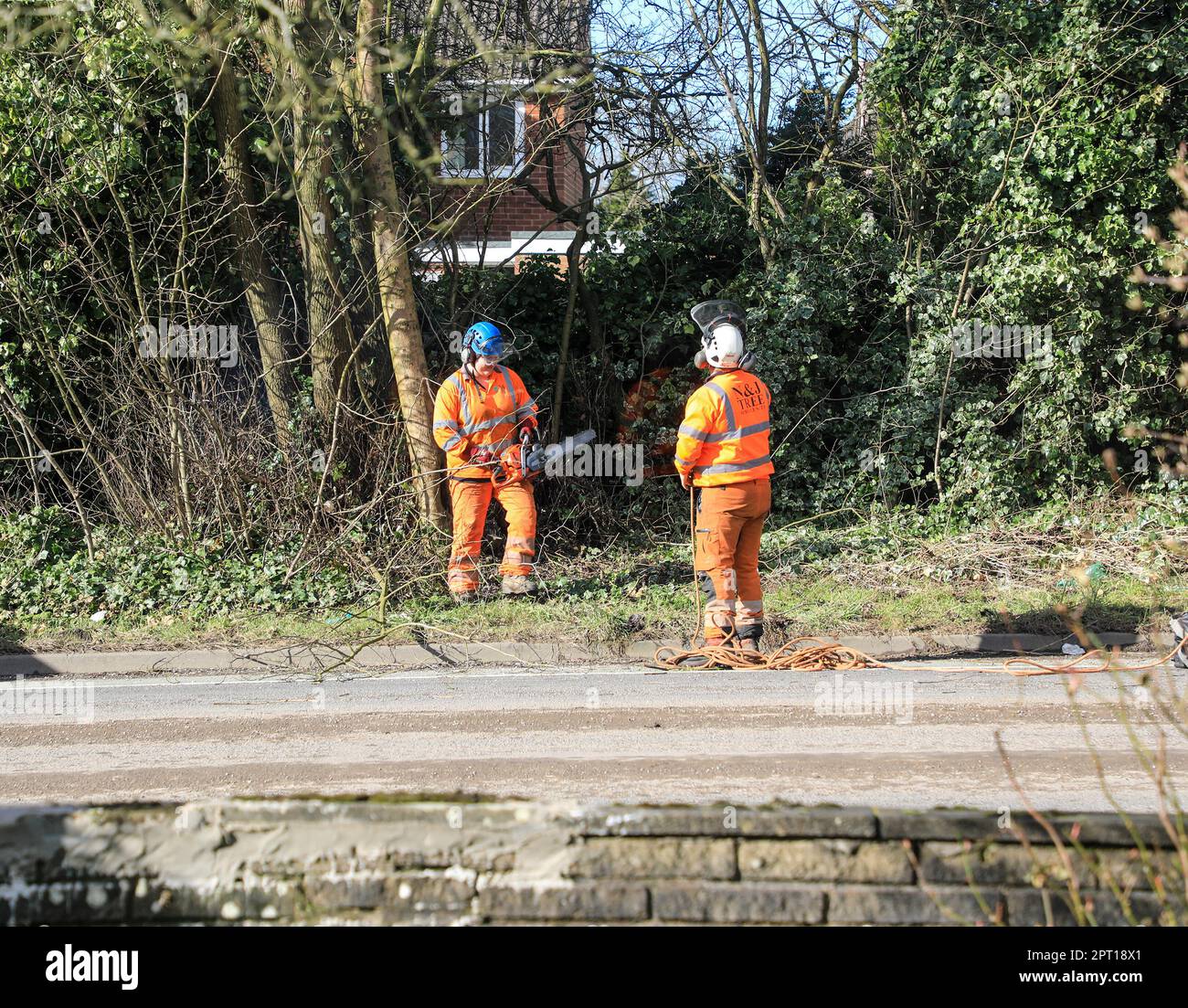 Close up shot of a female tree surgeon at work up a tree pruning ...