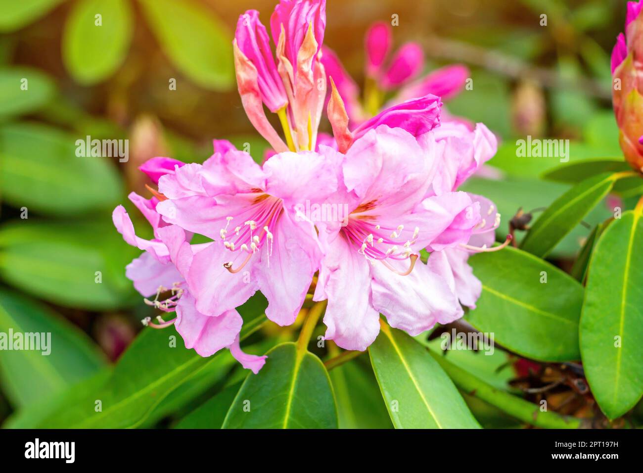 Bright pink Rhododendron Ambiguum Roseum blossoming flowers with green ...