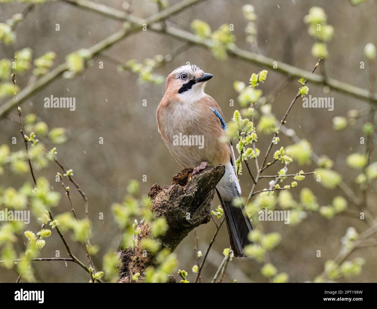 A Eurasian jay in spring in mid Wales Stock Photo - Alamy