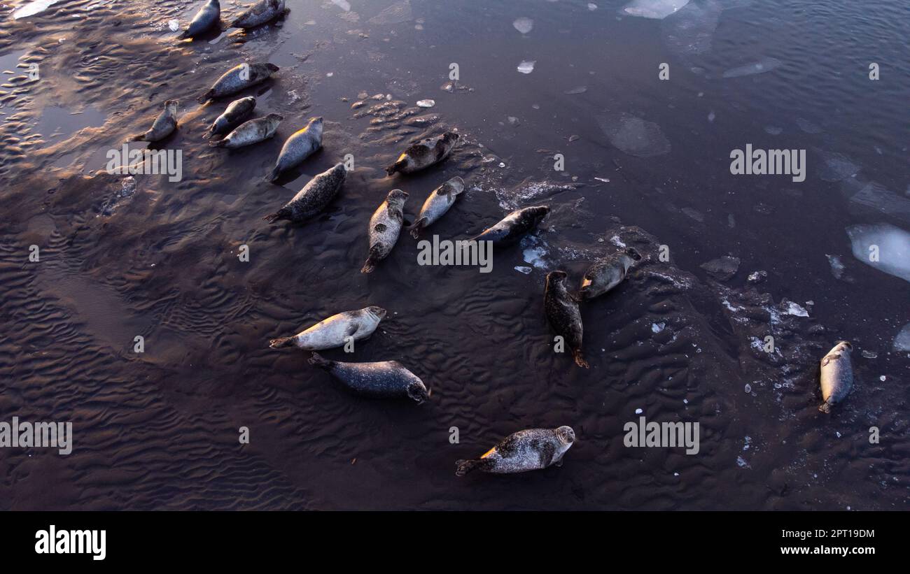 Fur Seals in Natural Environment. Pure Icelandic Nature. Ocean Coast ...