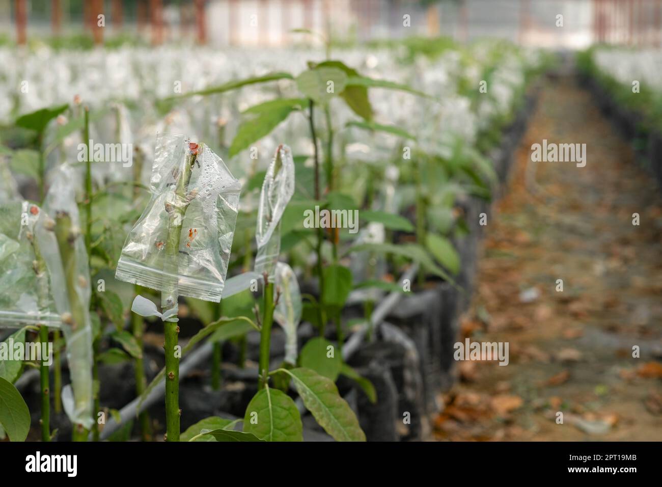 greenhouse on farm plantation avocado, lot of Growing avocado seeds and ...