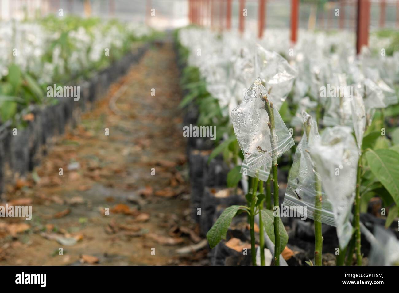 greenhouse on farm plantation avocado, lot of Growing avocado seeds and ...