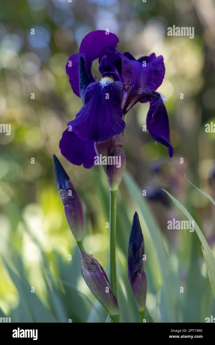French Iris