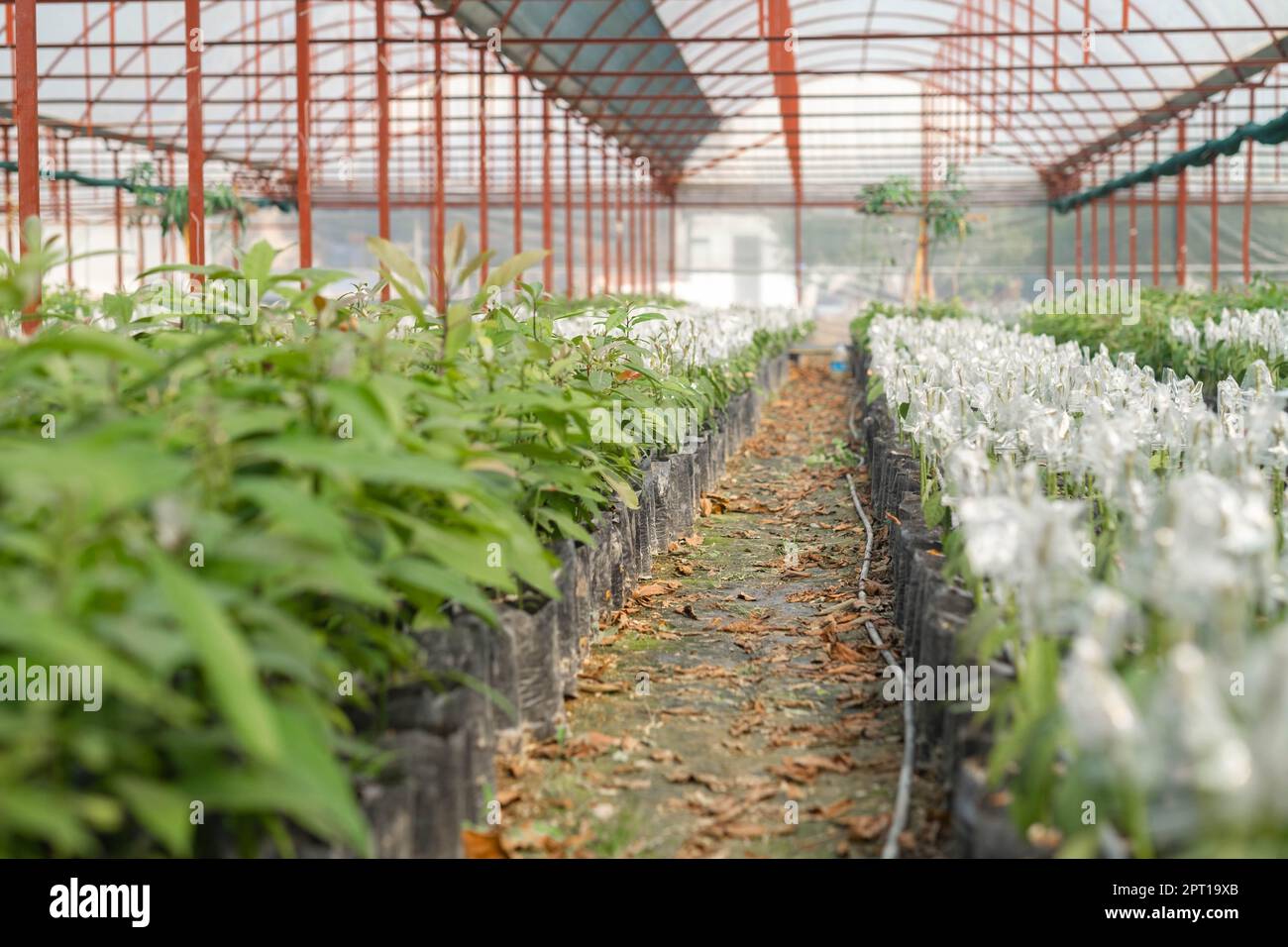 greenhouse on farm plantation avocado, lot of Growing avocado seeds and ...