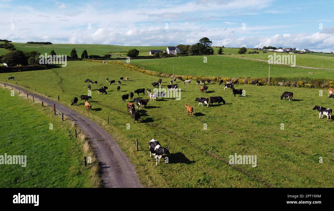 cows on a pasture in Ireland. Grazing on a livestock farm. Agricultural ...