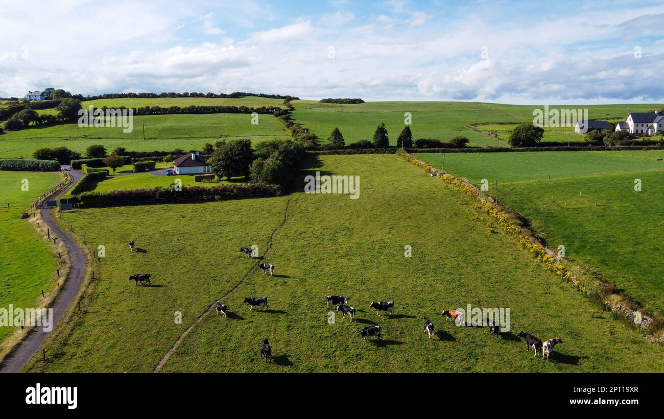 A cows on a green pasture in Ireland, top view. Organic Irish farm ...