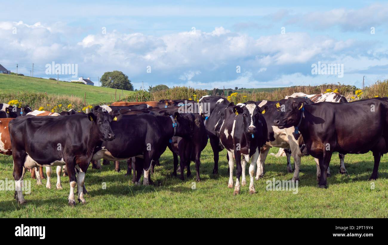 A herd of cows on a green pasture of a dairy farm in Ireland. A green ...