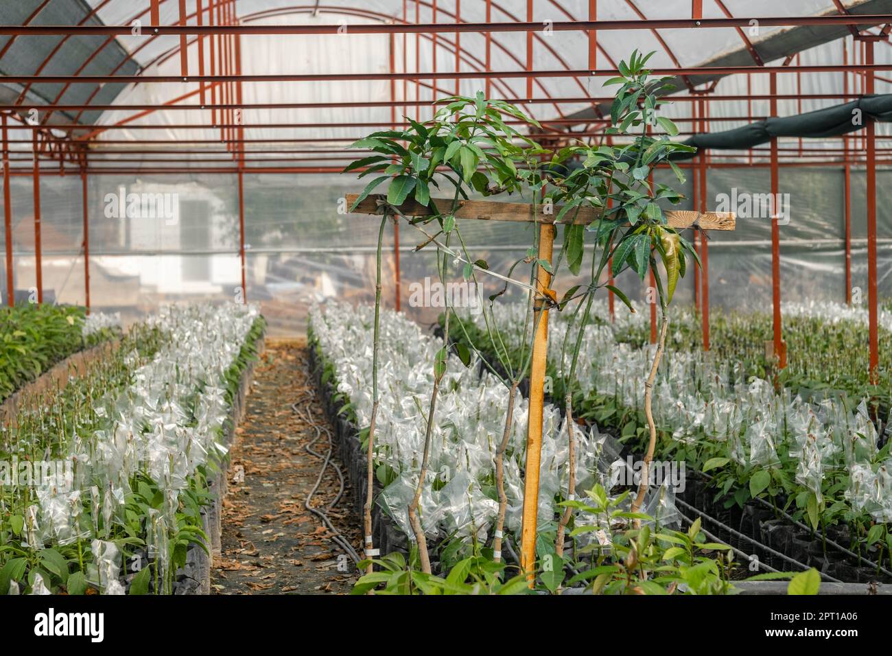 greenhouse on farm plantation avocado, lot of Growing avocado seeds and ...