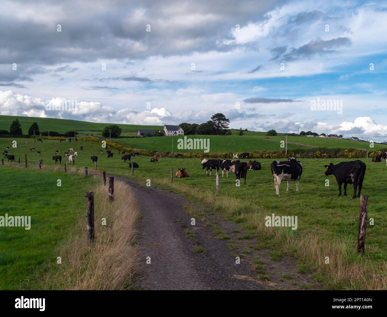 A narrow country road between two farm fields in Ireland in summer. A ...