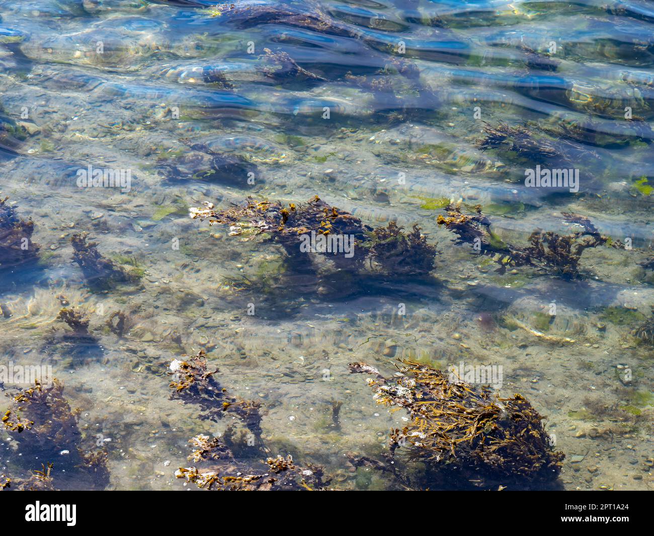 Seaweed in clear water. High Angle View Of Algae In body of water Stock ...