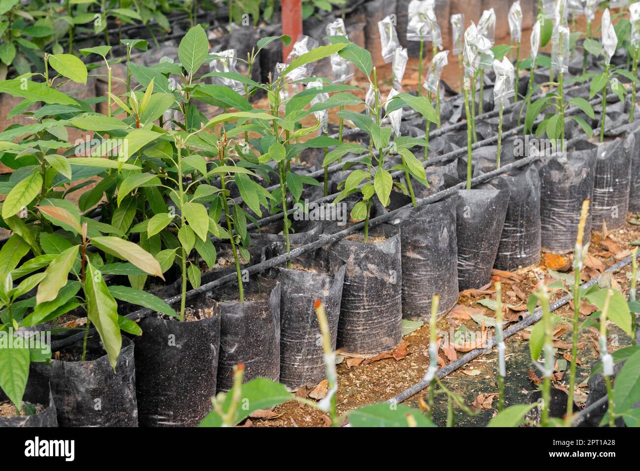 greenhouse on farm plantation avocado, lot of Growing avocado seeds and ...