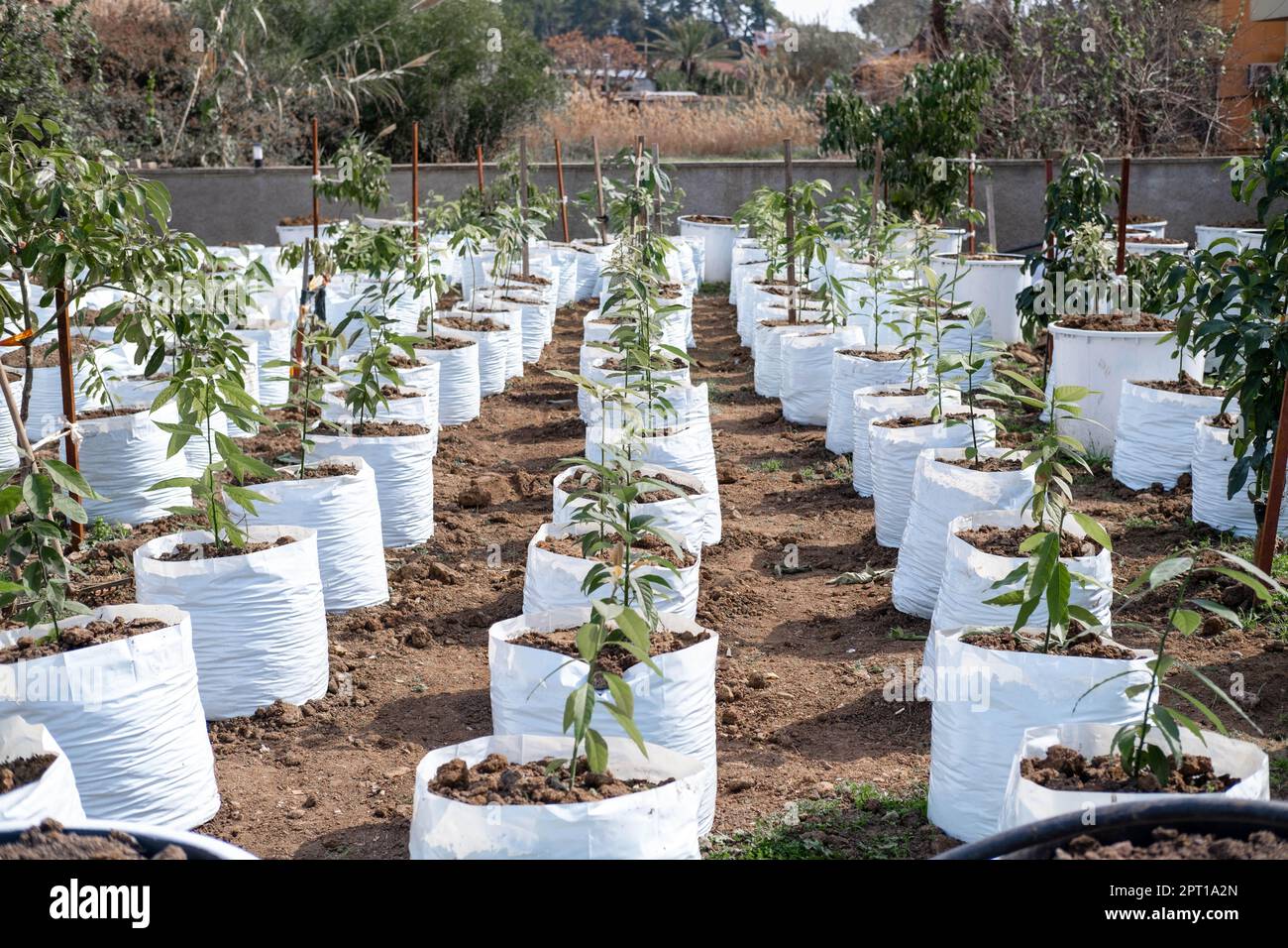 Avocado seedlings in white bags for planting in garden, growing avocado ...