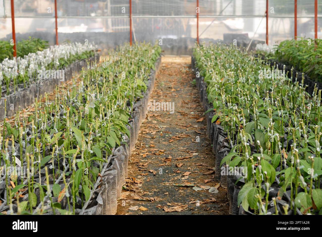 greenhouse on farm plantation avocado, lot of Growing avocado seeds and ...