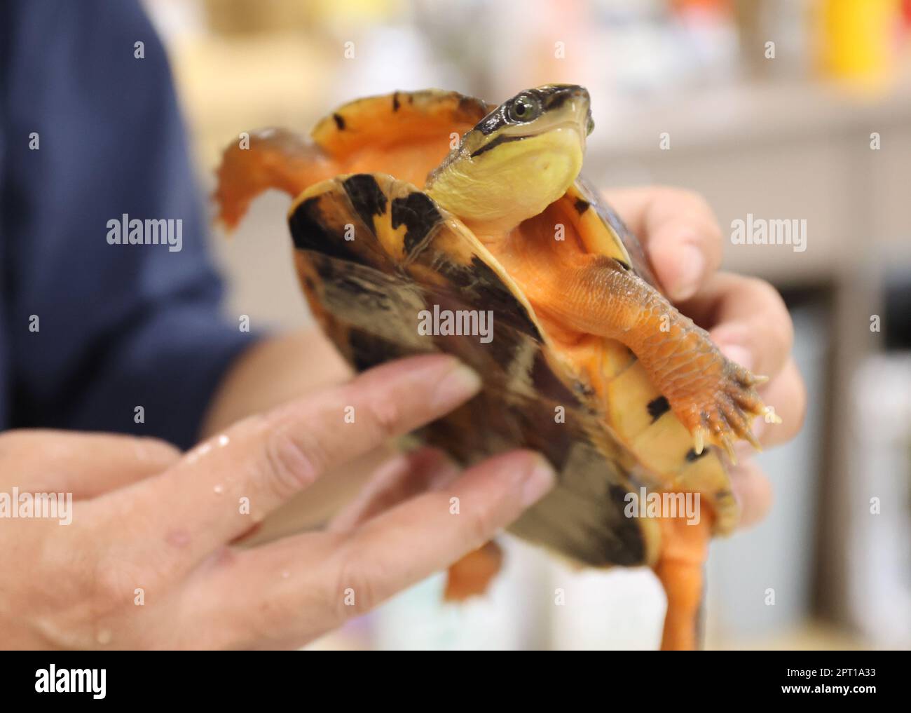 Sung Yik-hei, herpetology assistant professor, Lingnan University ...