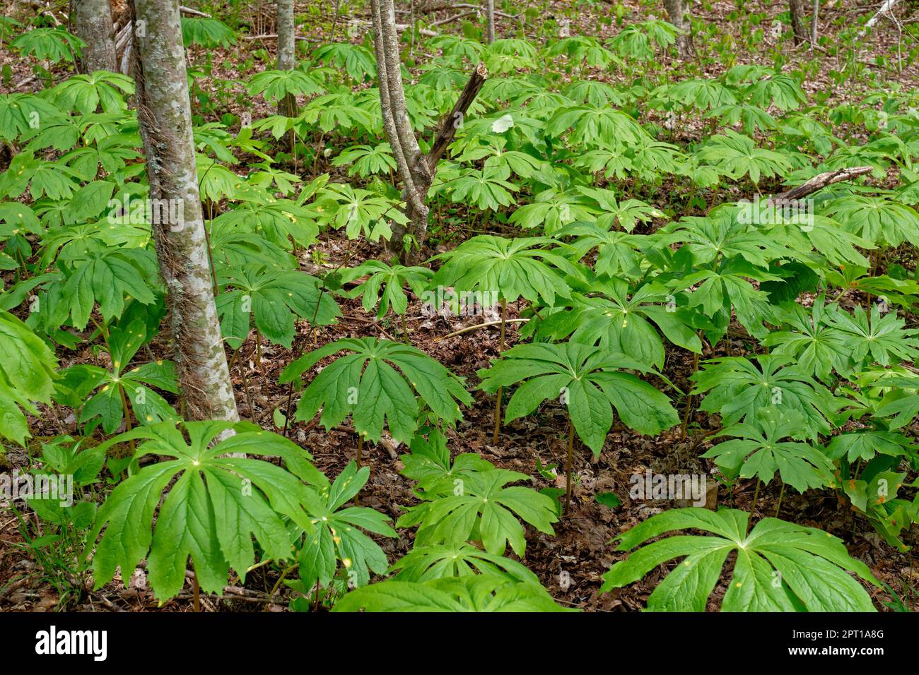 Dense coverage of Mayapple plants that look like umbrellas growing in a ...