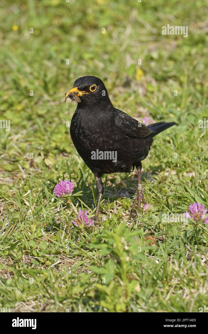 male common blackbird with many prey in its bill, Turdus merula merula ...
