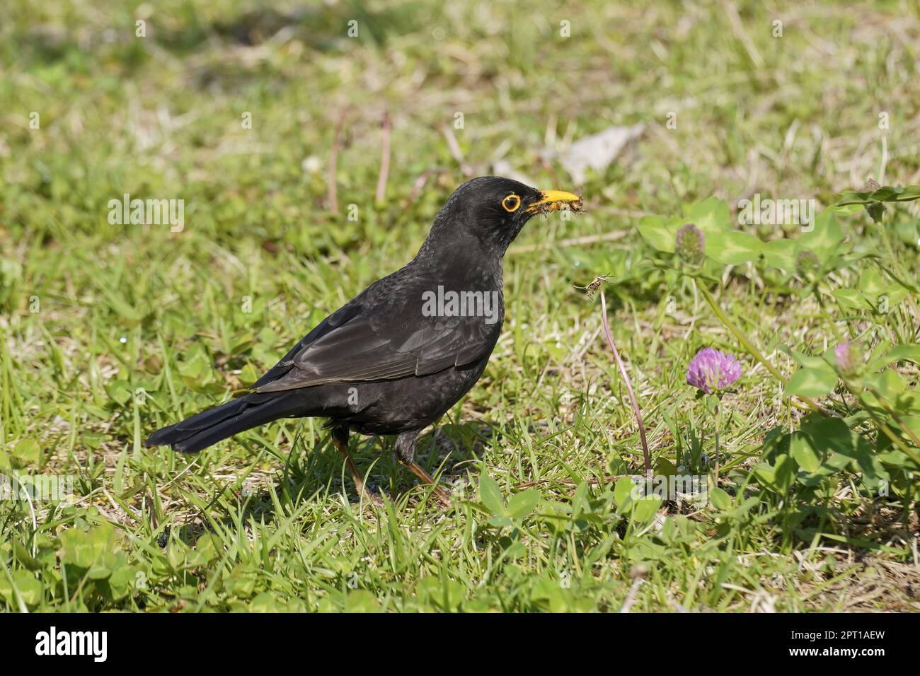 specimen of common blackbird hunting in a meadow, Turdus merula merula ...