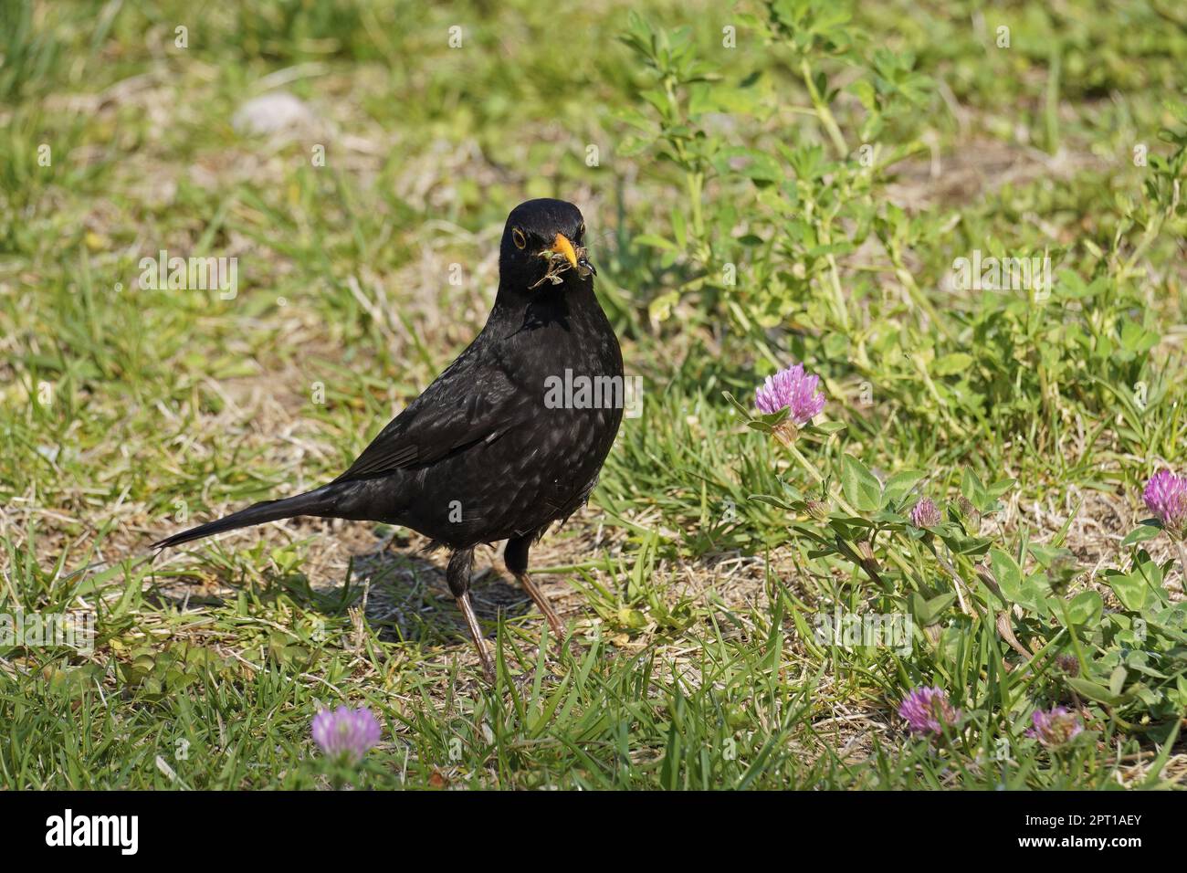 male specimen of common blackbird with many prey in its bill, Turdus ...