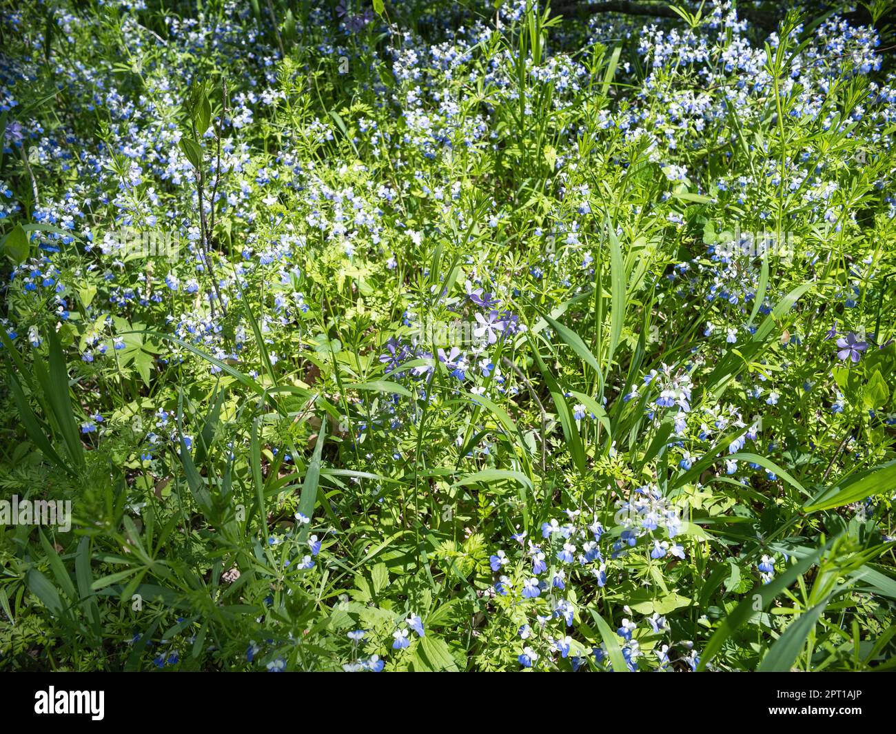 Graham Cave State Park Stock Photo - Alamy