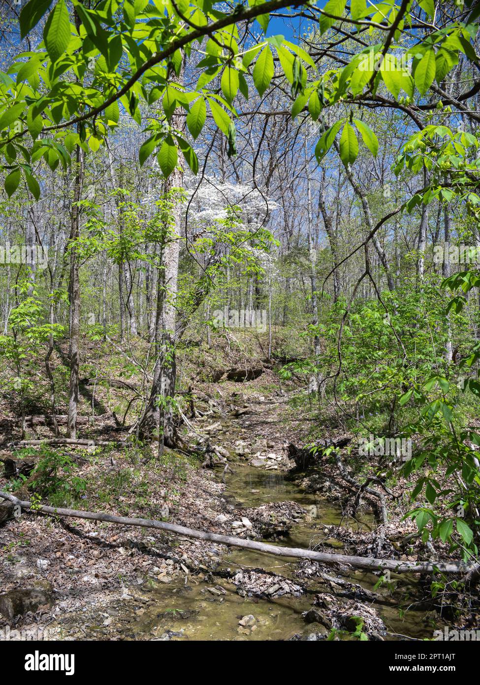 Graham cave state park hi-res stock photography and images - Alamy