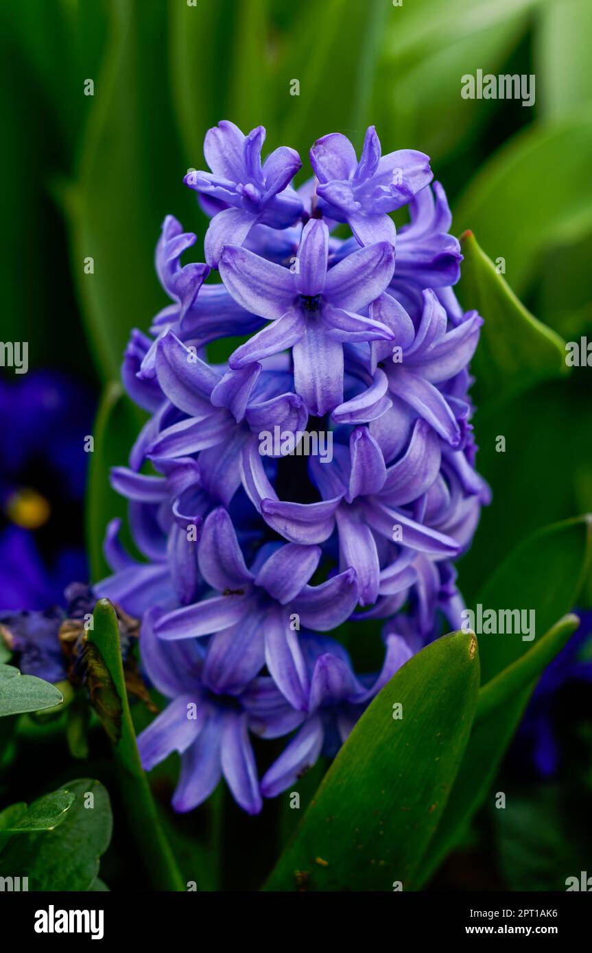 blue hyacinth (Hyacinthus), blooming inflorescence in natural habitat ...