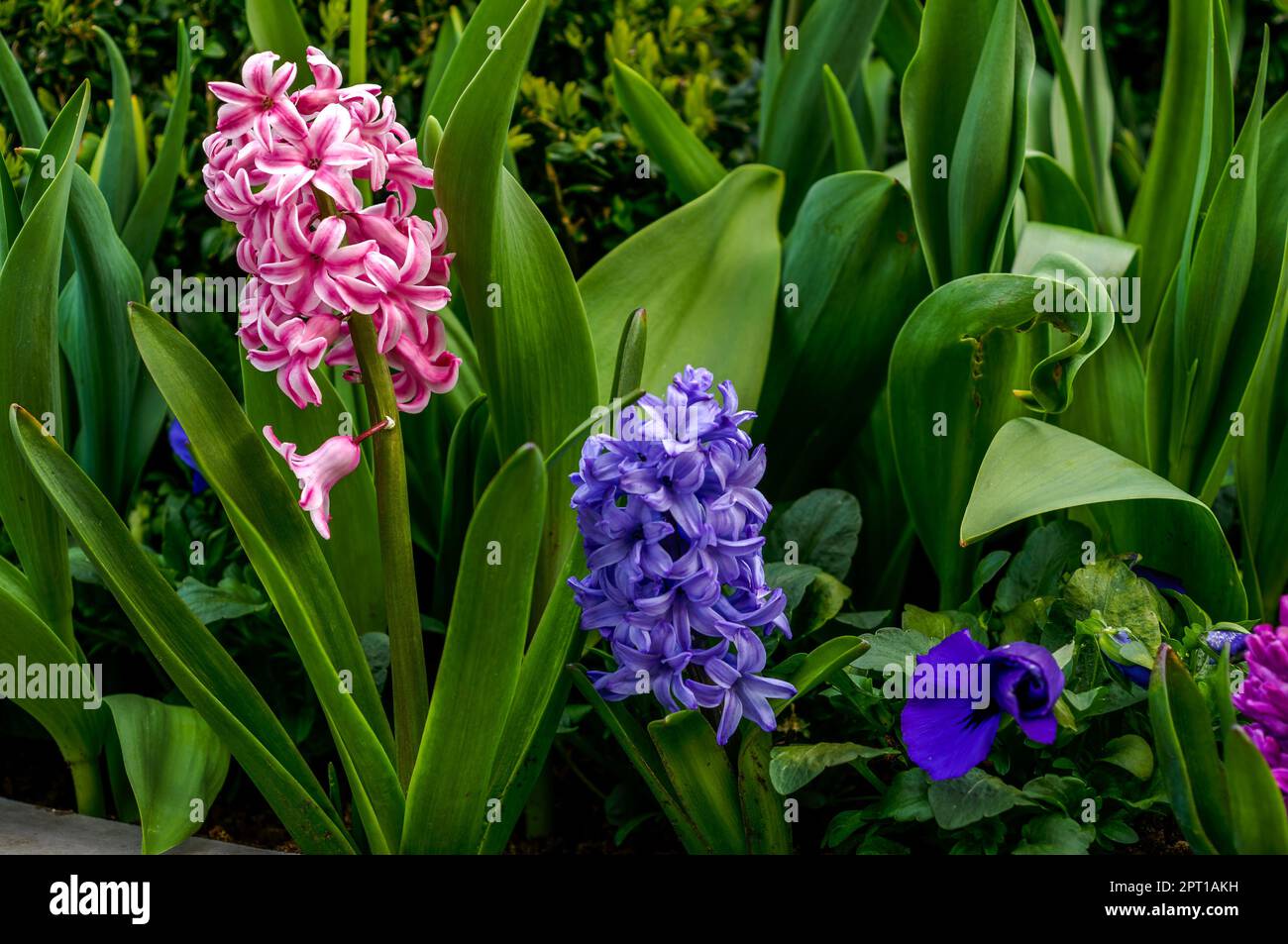 colorful hyacinths, pink and blue blooming inflorescence in natural ...