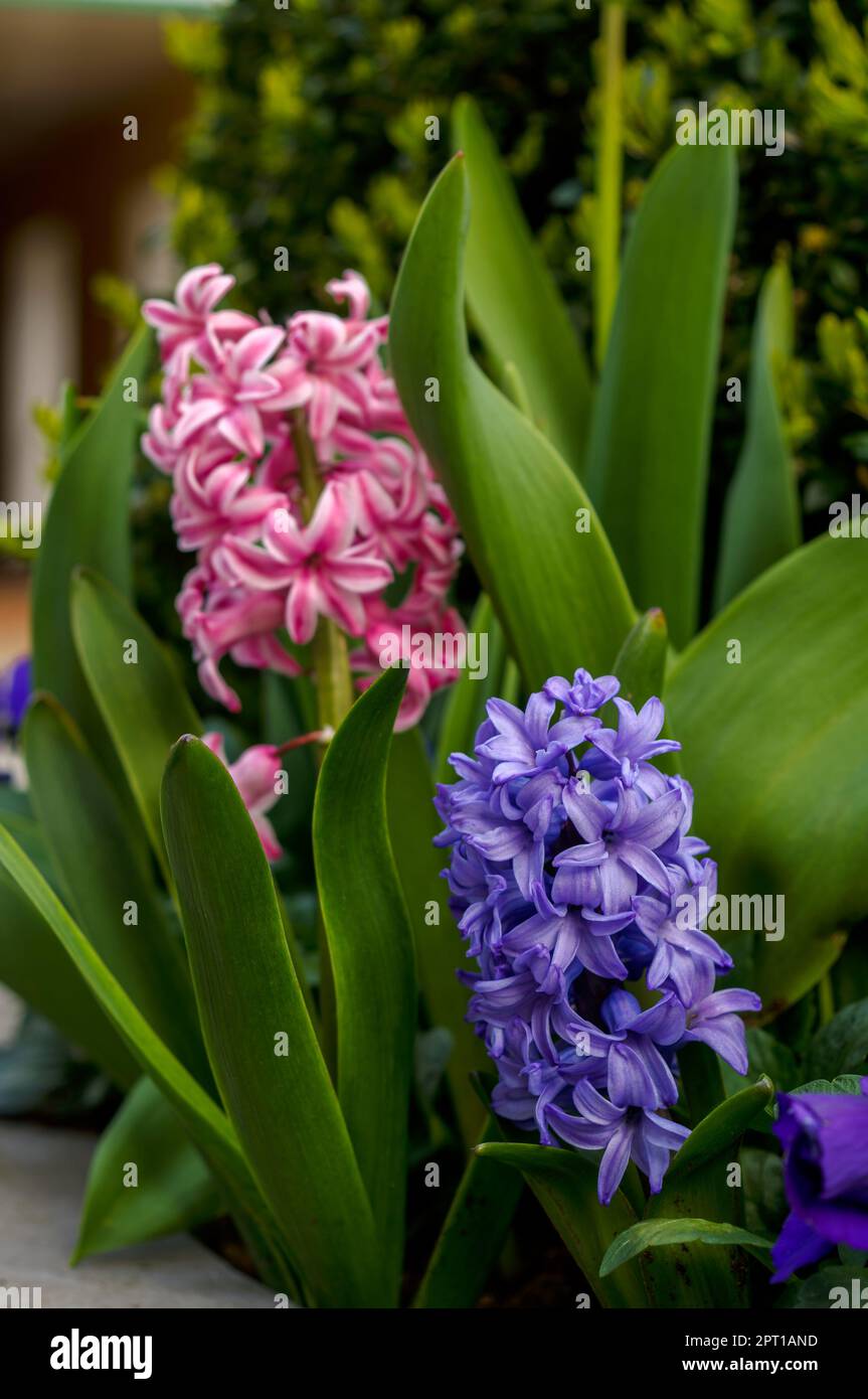 colorful hyacinths, pink and blue blooming inflorescence in natural ...
