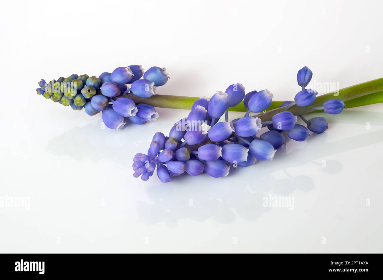 Muscari armeniacum, a plant with an attractive intense blue coloration ...