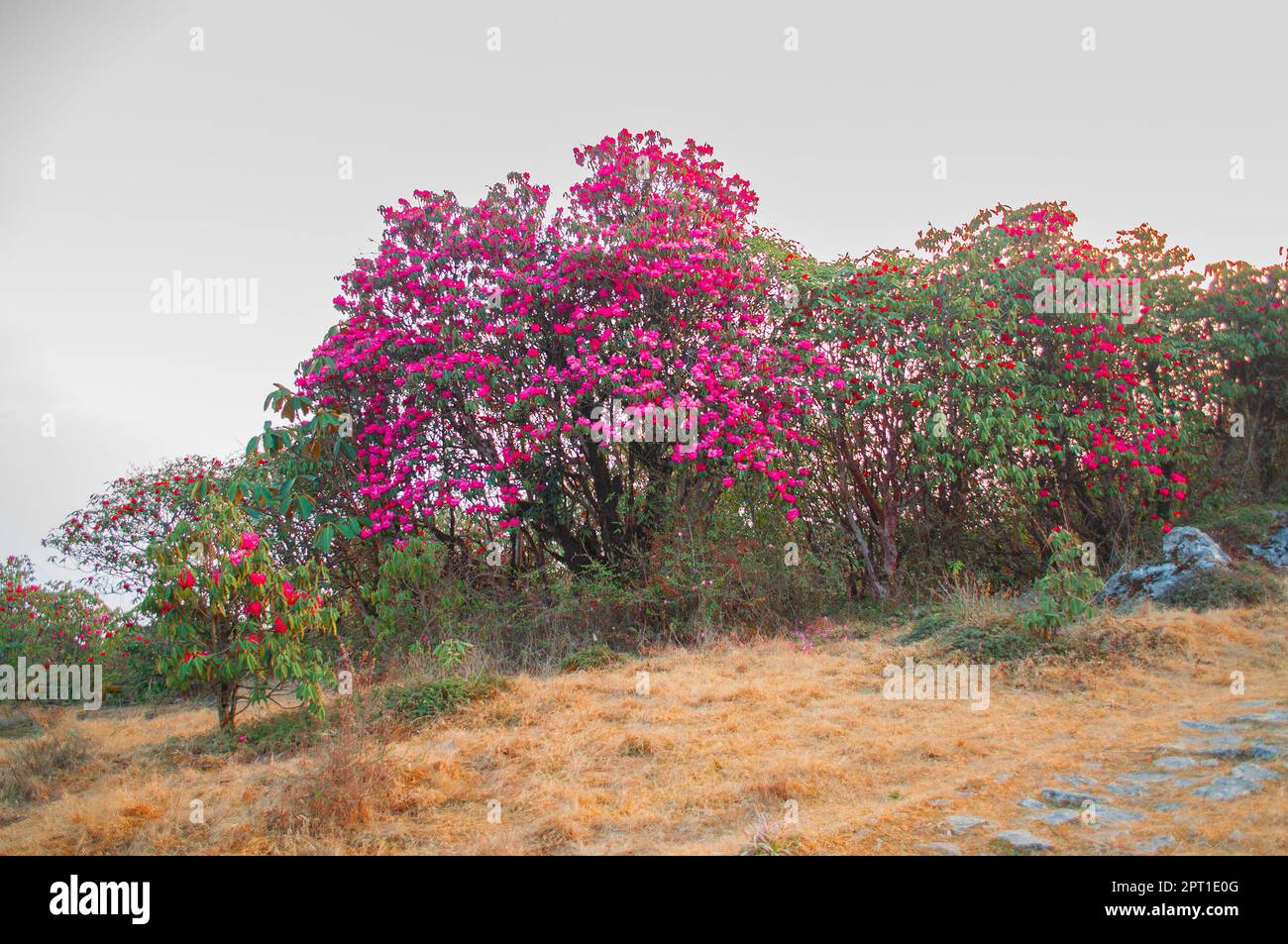 View of blooming Rhododendron flowers, Rhododendron niveum, in Sikkim ...