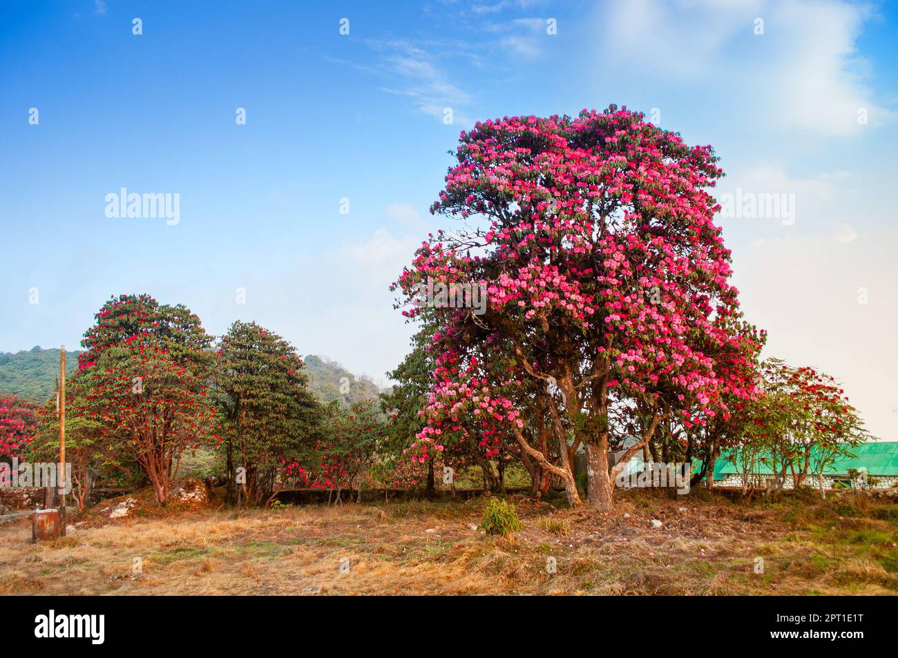 Beautiful view of blooming Rhododendron flowers, Rhododendron niveum ...